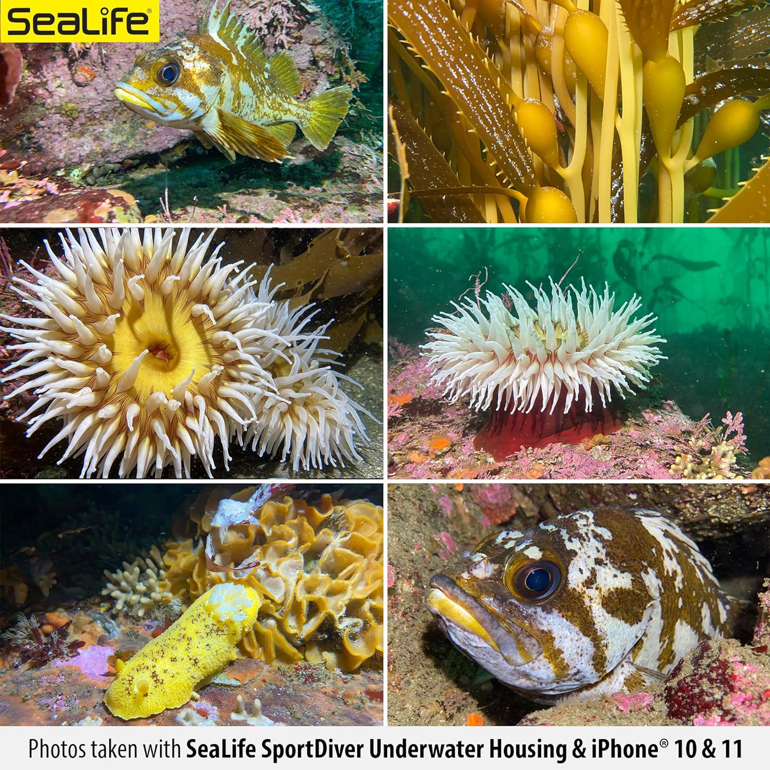 SeaLife Underwater Smartphone Scuba Case Review - Ocean Bliss Journeys