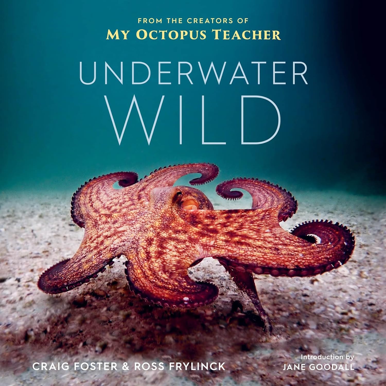 Underwater Wild: My Octopus Teacher's Extraordinary World Hardcover ...